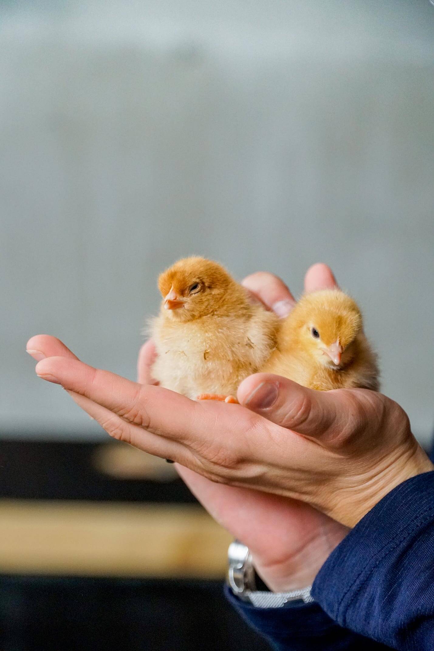 Haehnlein Bio-Eier – Felix Hartig